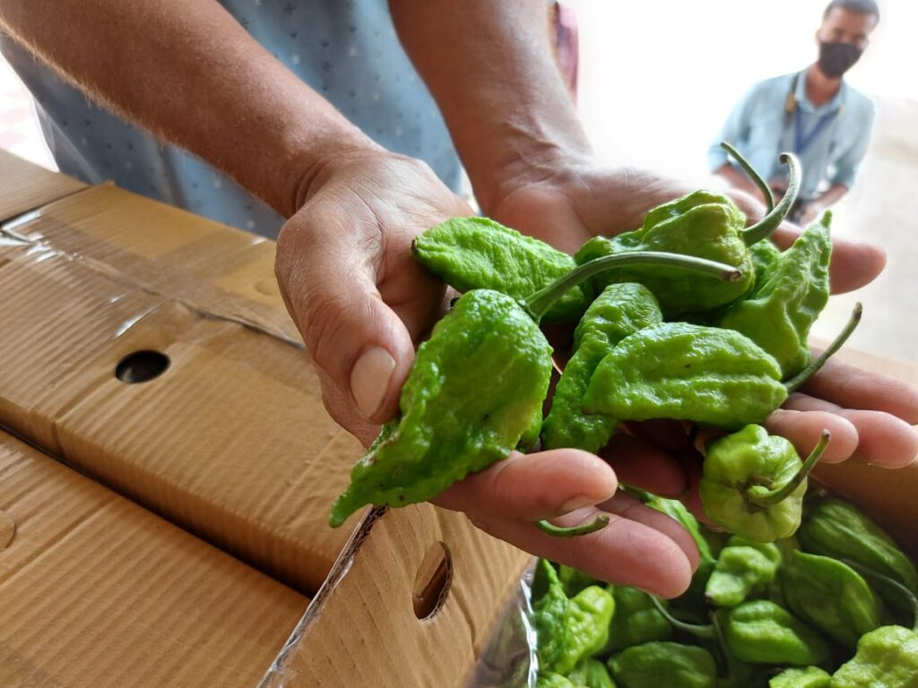 India's 'Bhut Jolokia' chilli now heads to London - INDIA New England News