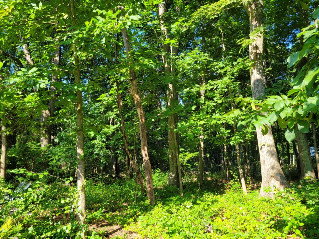 Dealing With Grief, Depression, Anxiety? Take a Walk in the Woods - INDIA New England News