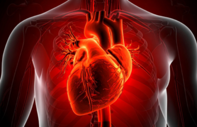 Human Heart Can Regrow Muscle Cells After Heart Attack, Study Finds ...
