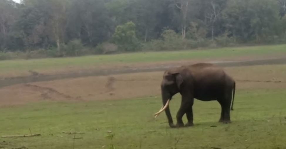 Wild Elephant Kills Elderly Woman in Tripura’s Khowai, Tensions Flare ...
